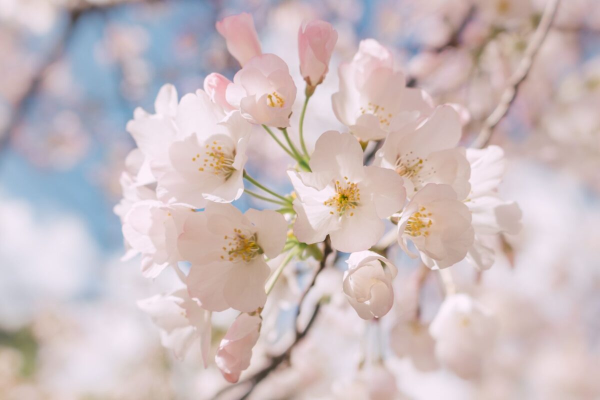 Somei Yoshino - Japan Cherry Blossoms