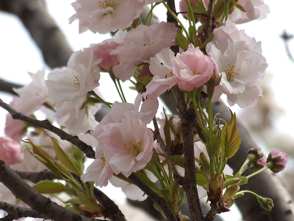 Ornamental Cherry Amanogawa or Flagpole Cherry - Japan Cherry Blossoms