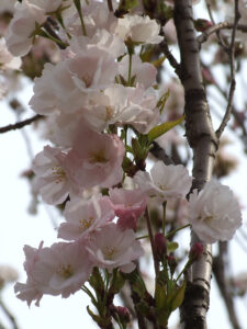 Ornamental Cherry Amanogawa or Flagpole Cherry - Japan Cherry Blossoms