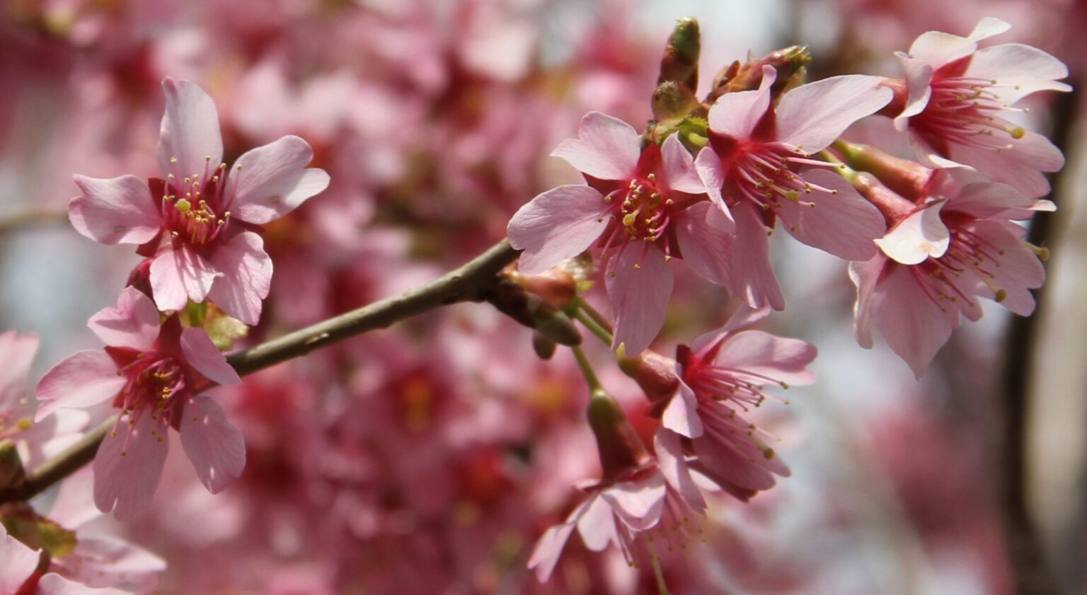 Okame Flowering Cherry Tree - Japan Cherry Blossoms