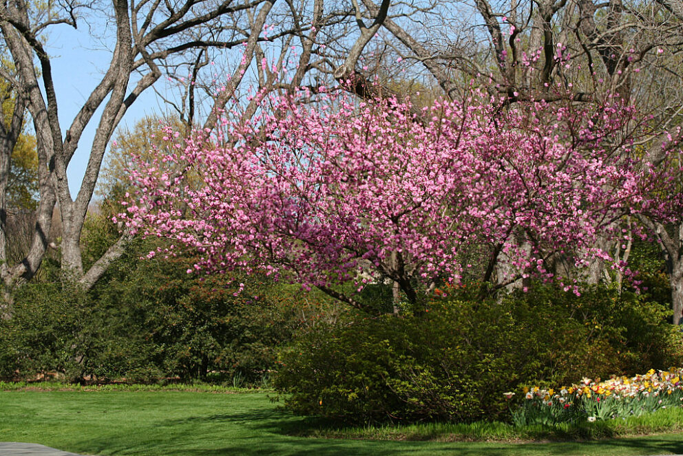 Okame Flowering Cherry Tree - Japan Cherry Blossoms