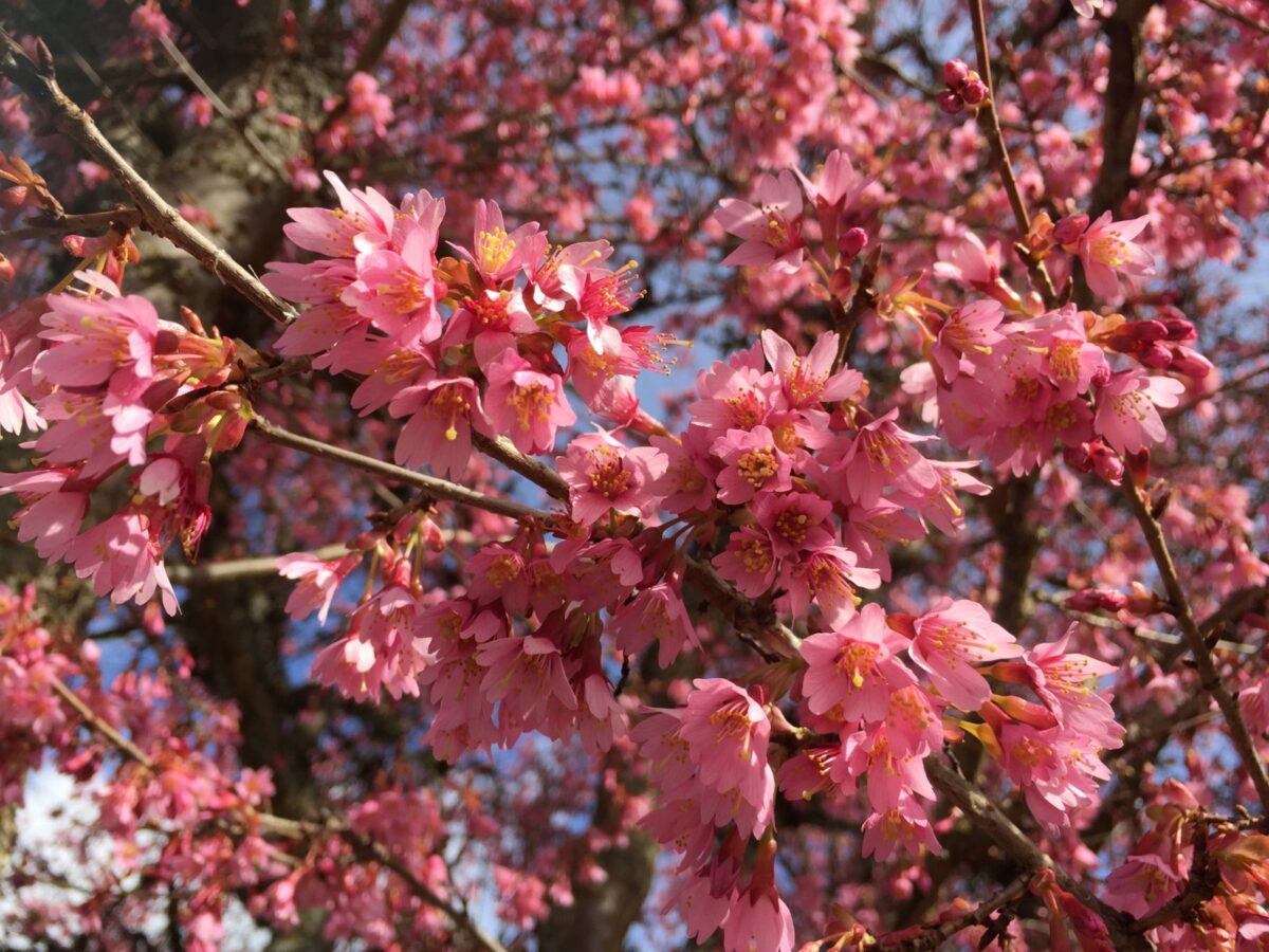 Okame Flowering Cherry Tree - Japan Cherry Blossoms