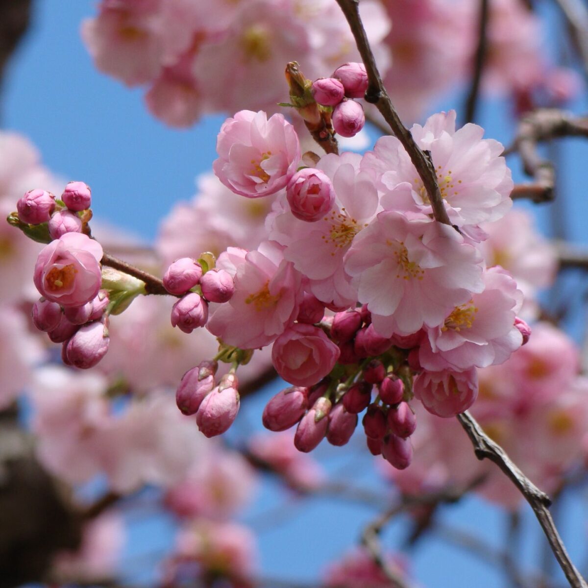 Prunus 'Little Pink Perfection' Tree or Dwarf Flowering Cherry Trees ...