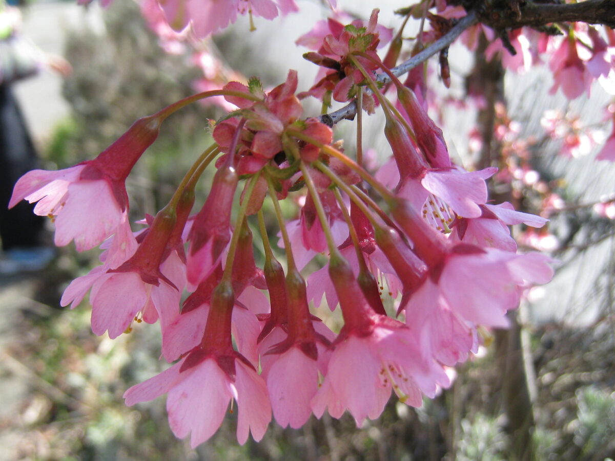 Okame Flowering Cherry Tree - Japan Cherry Blossoms