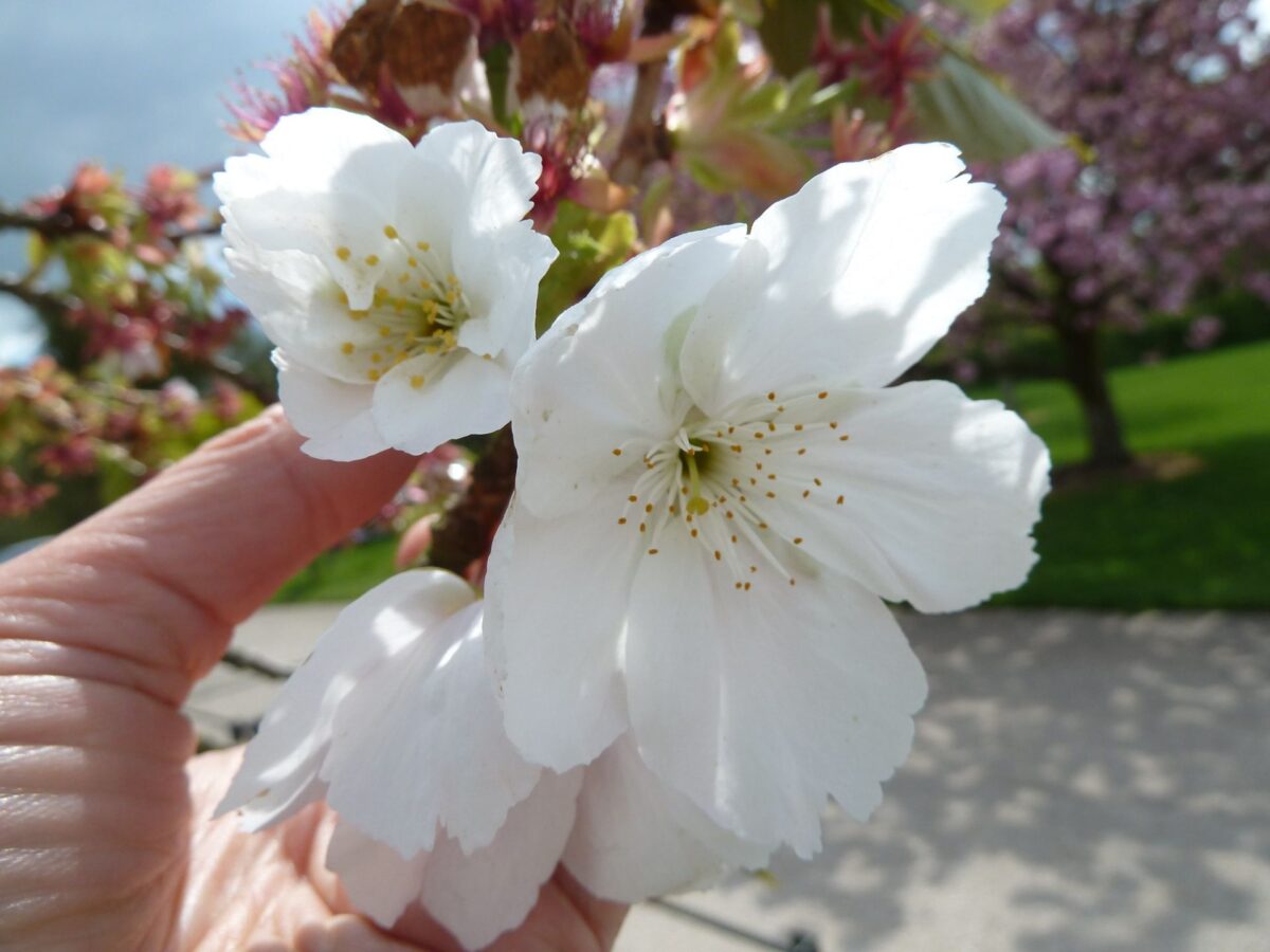 Prunus 'Taihaku' Tree or Great White Cherry Tree - Japan Cherry Blossoms