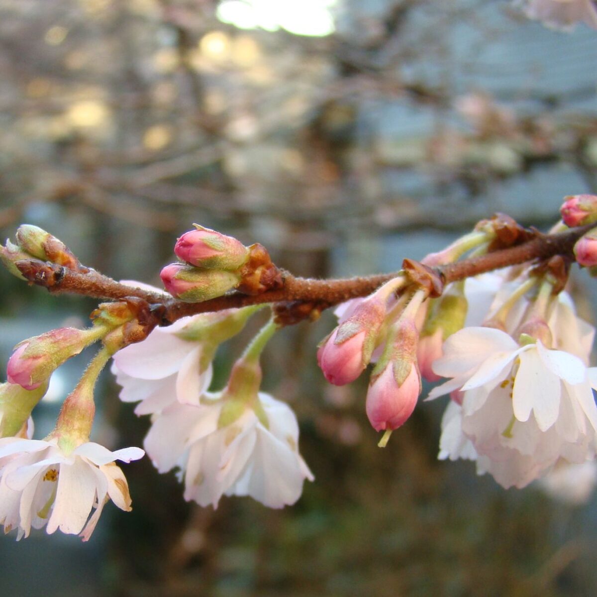 Flowering Japanese Apricot Tree or Prunus mume 'Beni-chidori' Tree ...