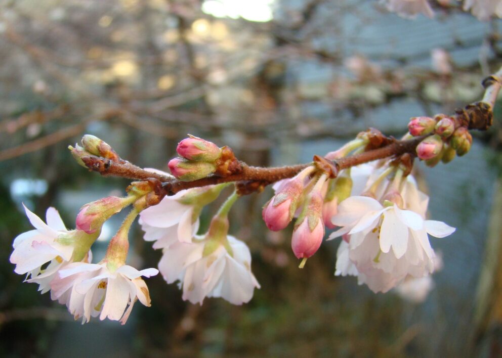 Prunus × subhirtella 'Autumnalis Rosea' Tree or Winter Flowering Cherry ...