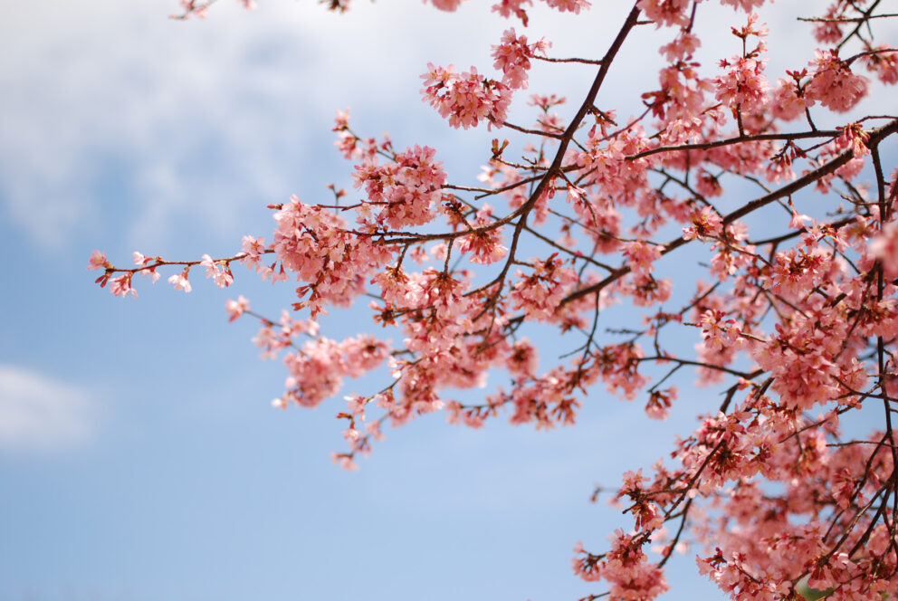 Okame Flowering Cherry Tree - Japan Cherry Blossoms