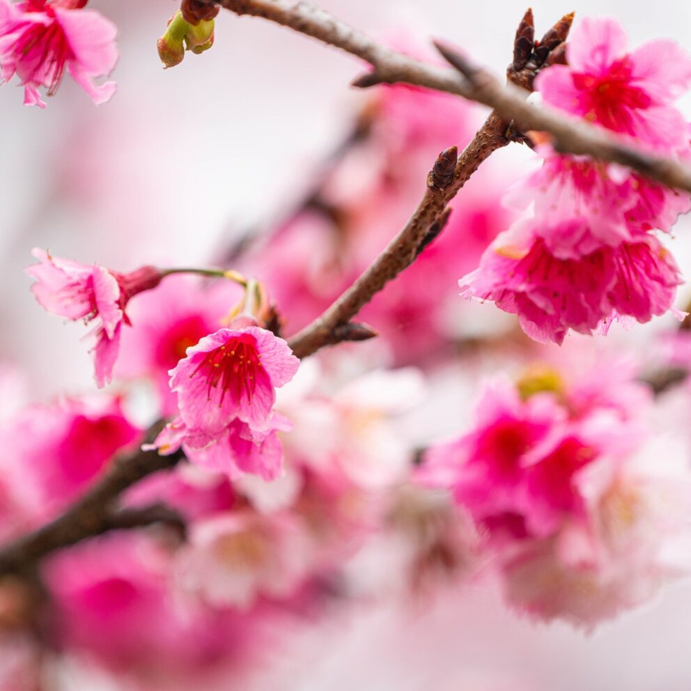 Prunus 'Taihaku' Tree or Great White Cherry Tree - Japan Cherry Blossoms