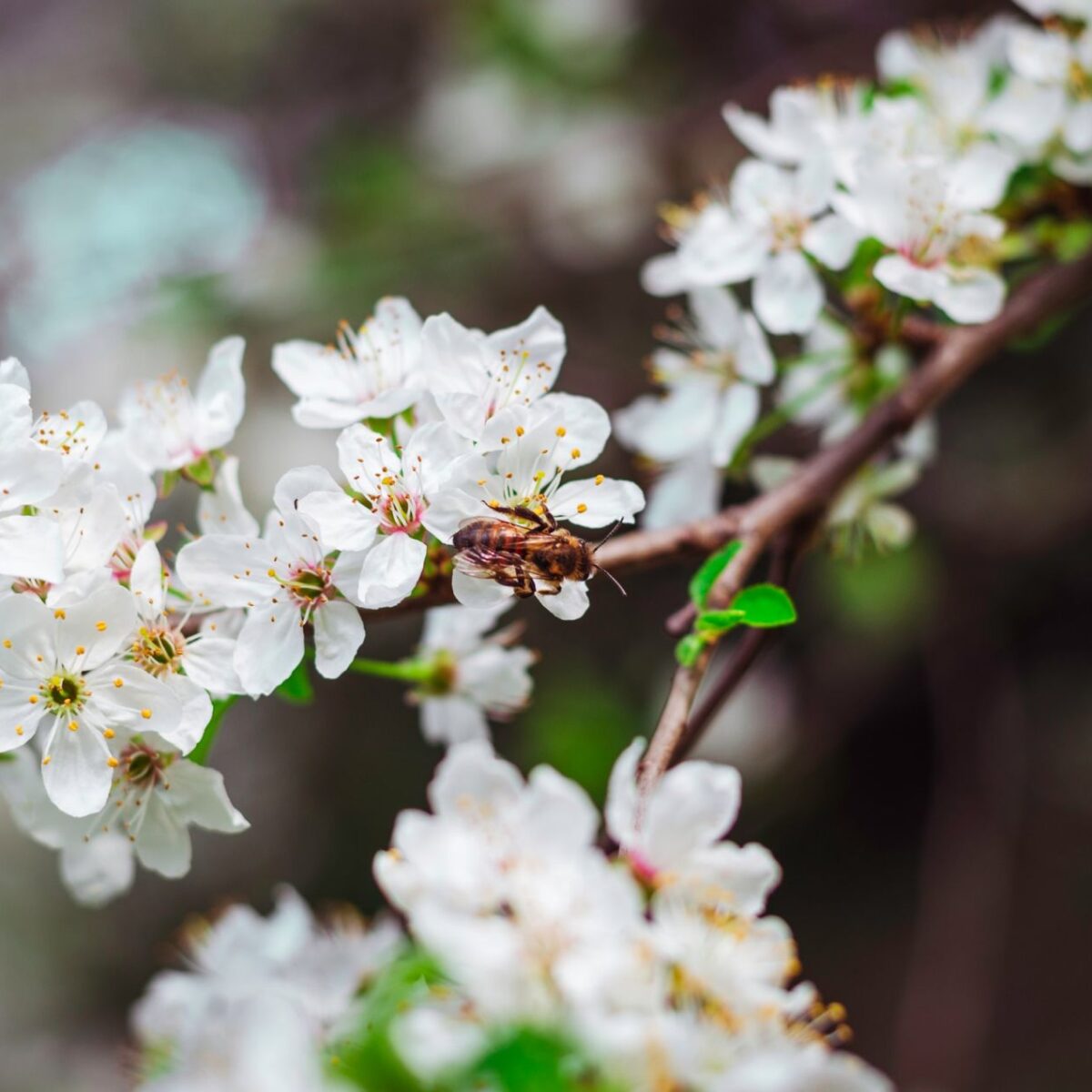 Flowering Japanese Apricot Tree or Prunus mume 'Beni-chidori' Tree ...